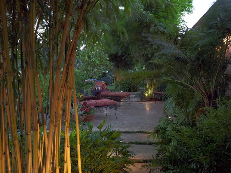 The Wonders of Asian Lemon Bamboo: A Comprehensive Guide