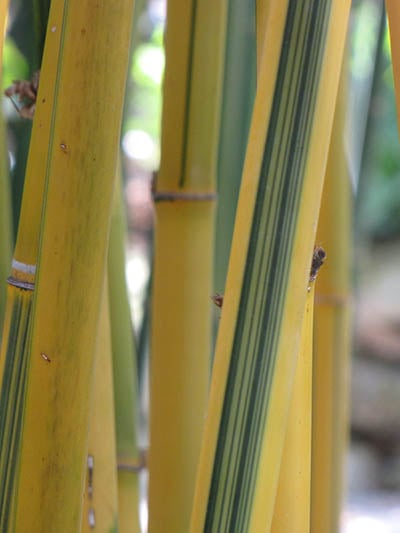The Wonders of Asian Lemon Bamboo: A Comprehensive Guide