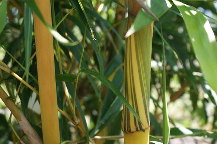The Wonders of Asian Lemon Bamboo: A Comprehensive Guide
