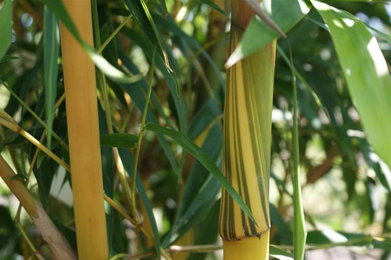 Species, Genera, and Taxonomy of Bamboo