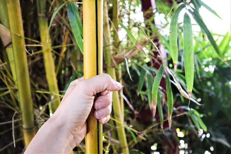 The Wonders of Asian Lemon Bamboo: A Comprehensive Guide